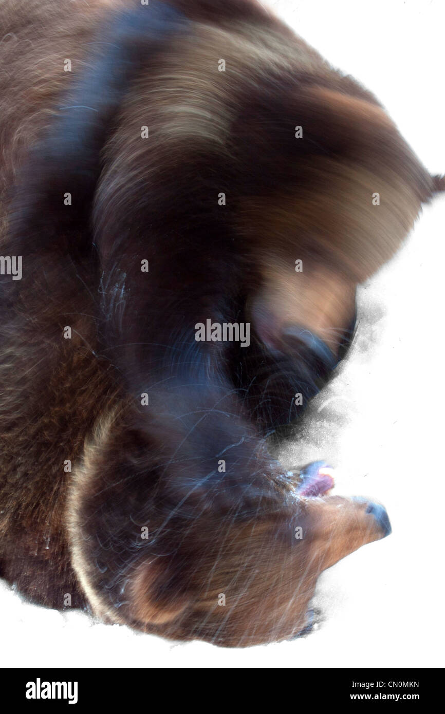 Bear slap hi-res stock photography and images - Alamy