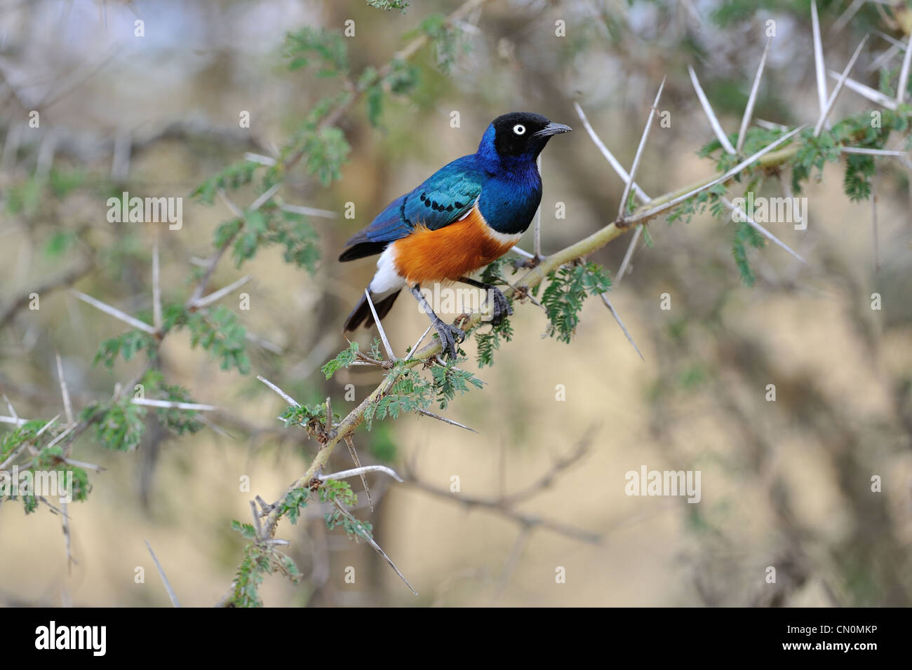Superb starling - Superb glossy-starling (Spreo superbus - Lamprotornis ...