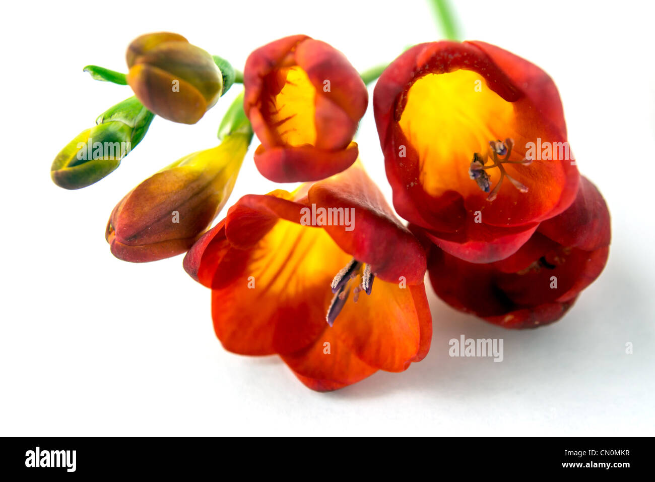 Red freesia on white background Stock Photo - Alamy