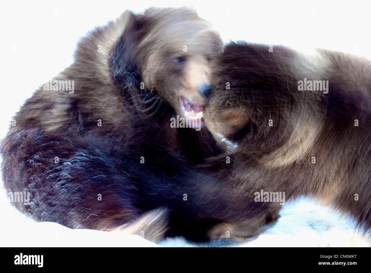 Bear motion hi-res stock photography and images - Alamy