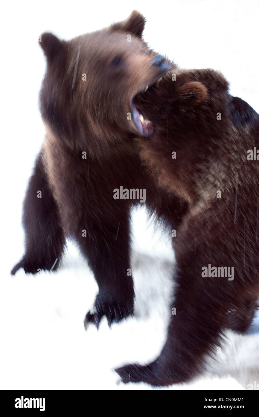 Bite fight hi-res stock photography and images - Alamy