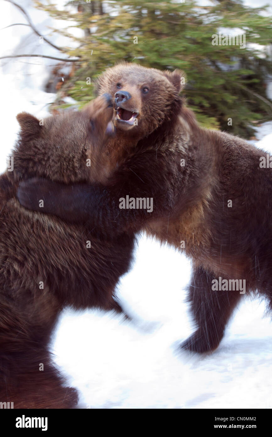 Bear fight hi-res stock photography and images - Alamy