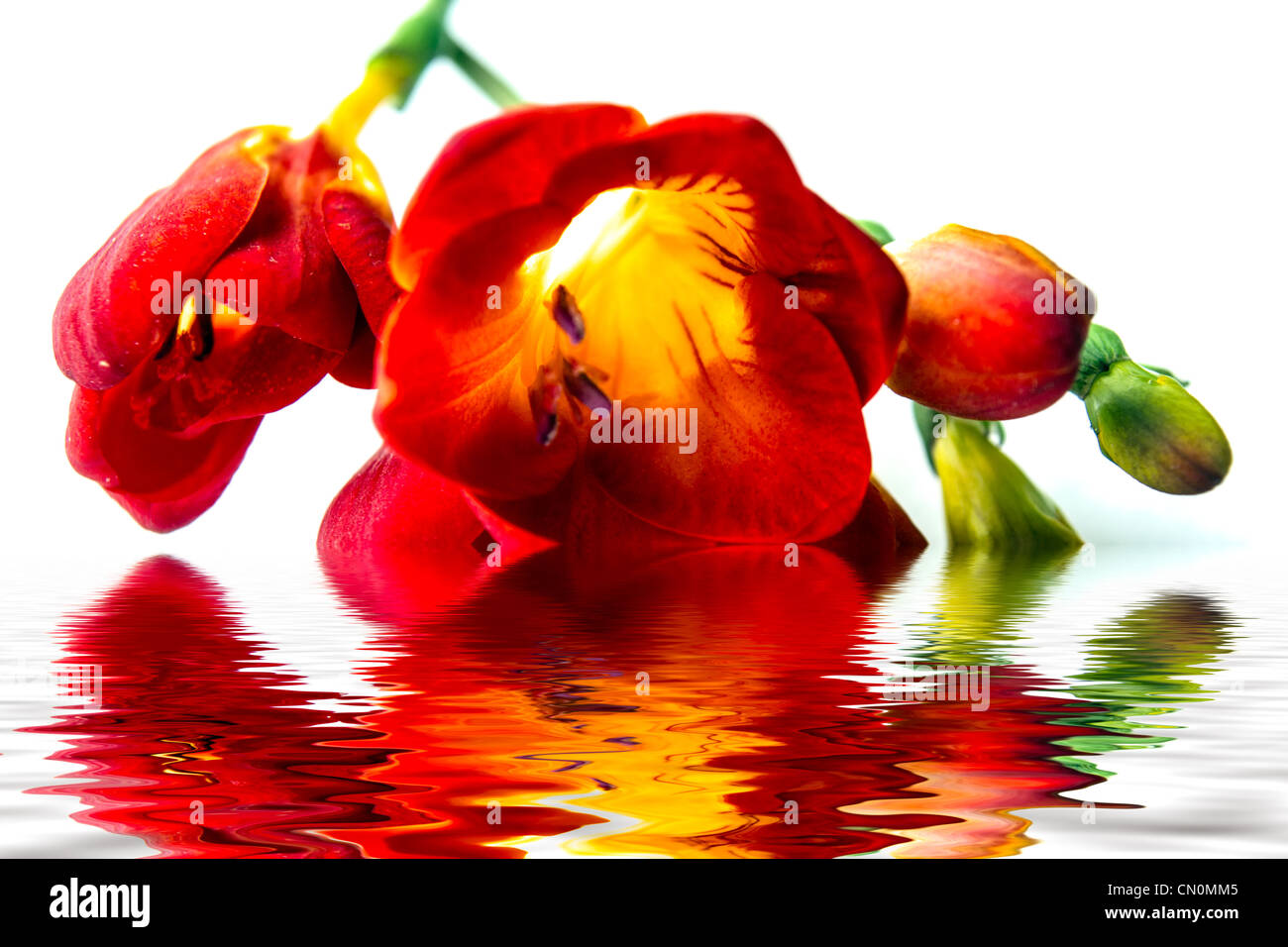 Red freesia on white background and water reflection Stock Photo - Alamy