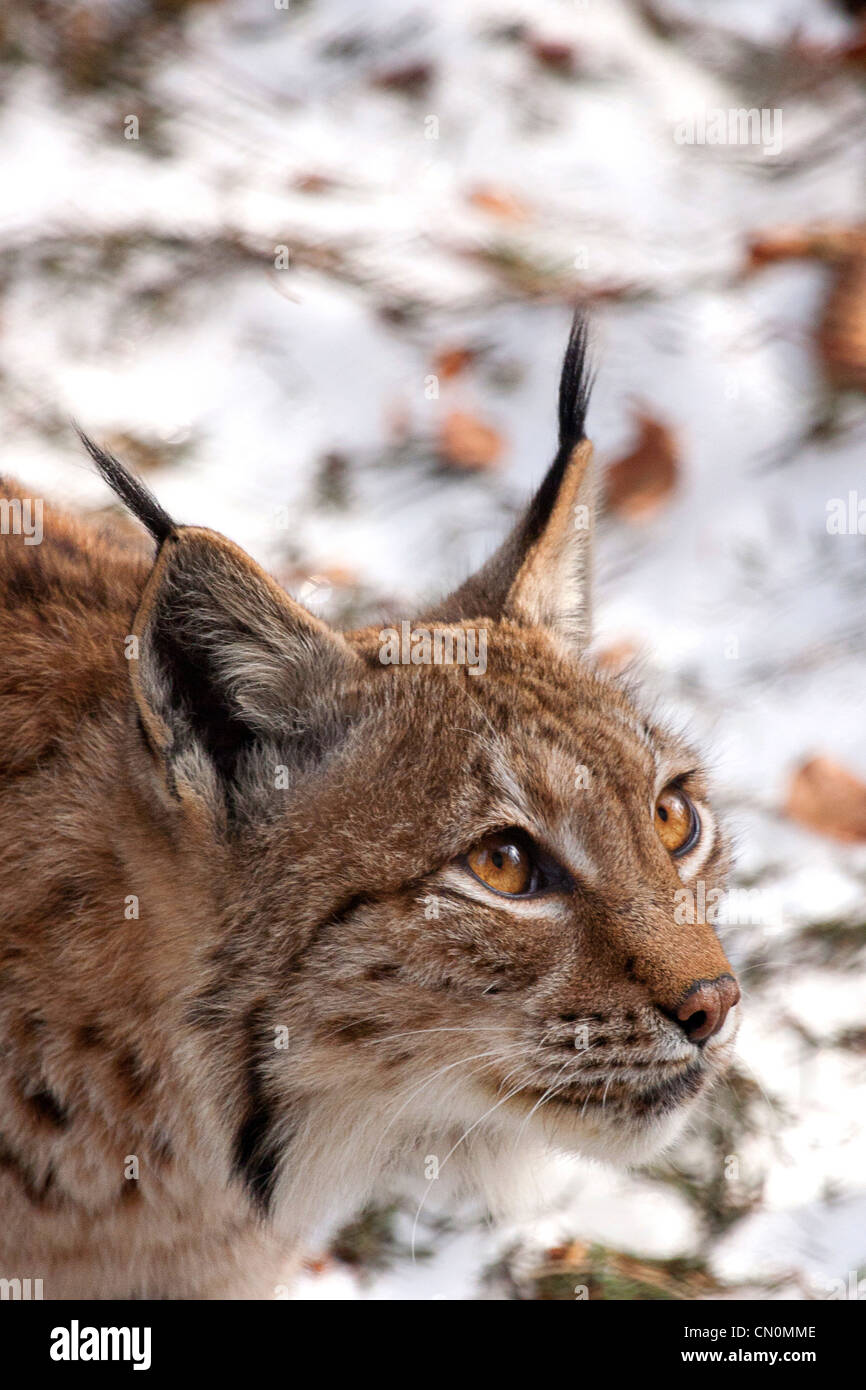 Lynx portrait hi-res stock photography and images - Alamy