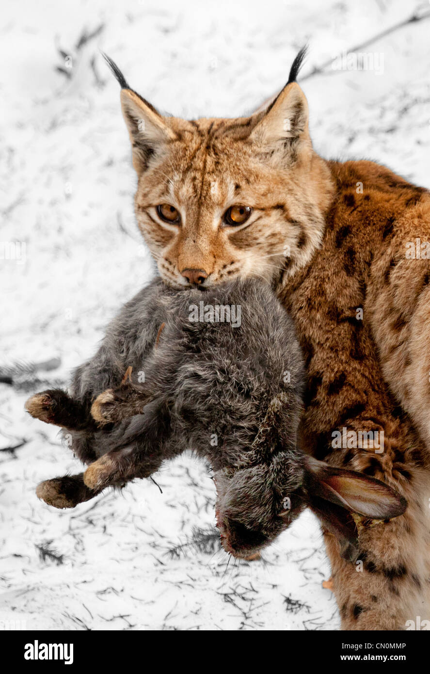Lynx with rabbit Stock Photo - Alamy