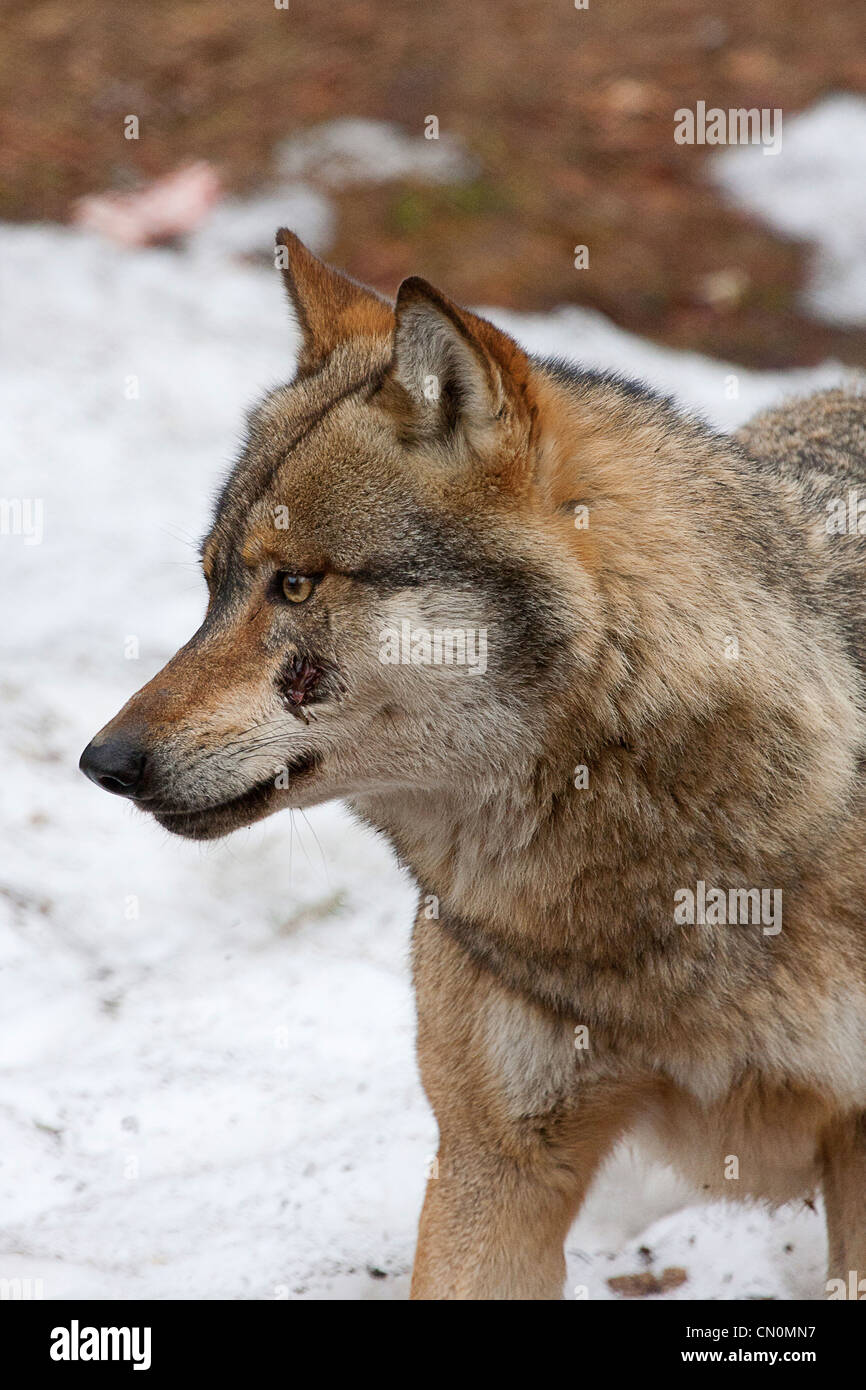 European wolf portrait Stock Photo - Alamy