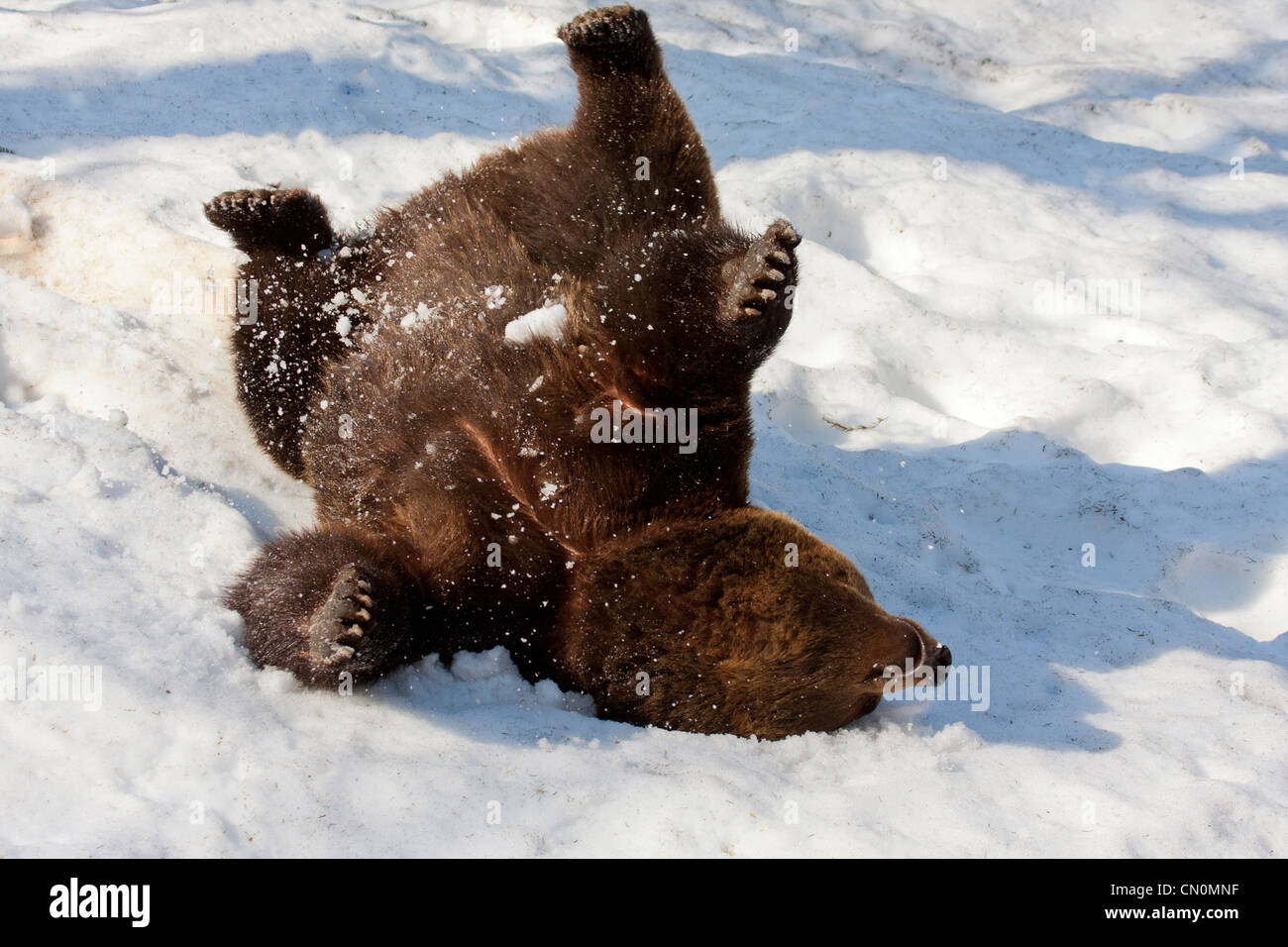 Brown bear falling down hill Stock Photo - Alamy