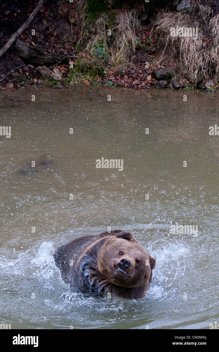 Brown bear splash Stock Photo - Alamy