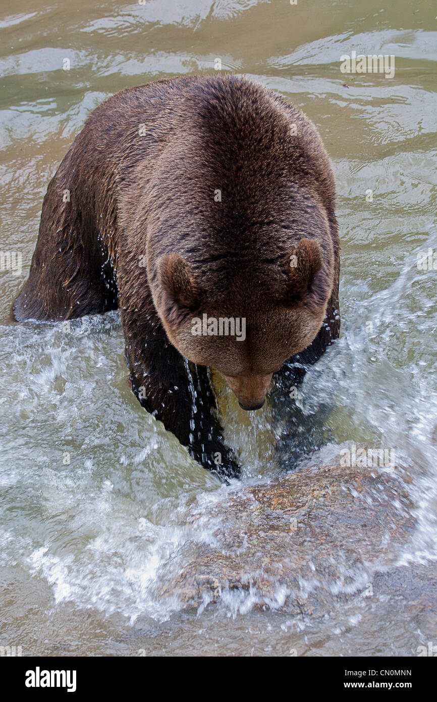 Brown bear making a splash hi-res stock photography and images - Alamy