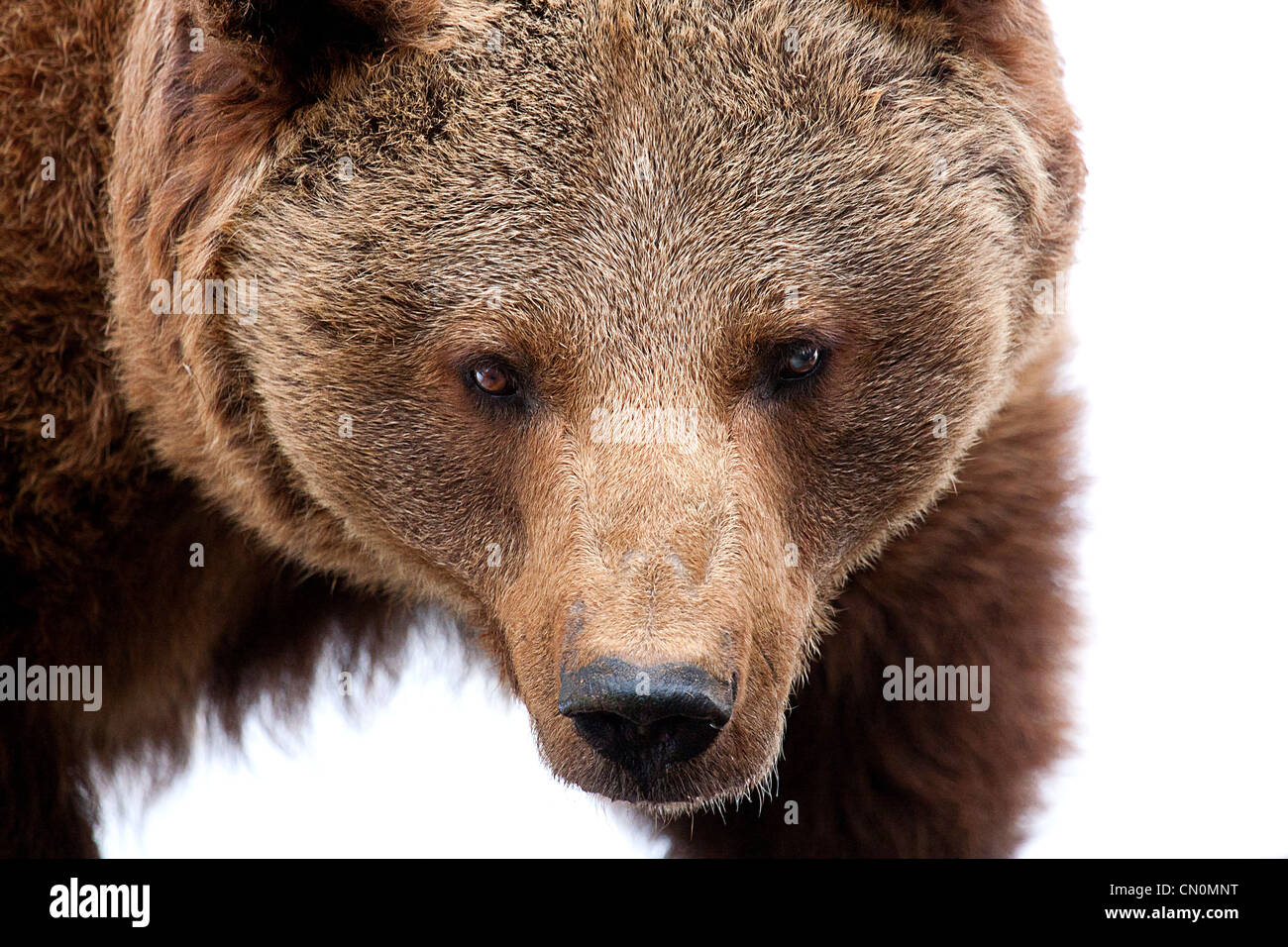 Brown Bear Portrait Stock Photo - Alamy