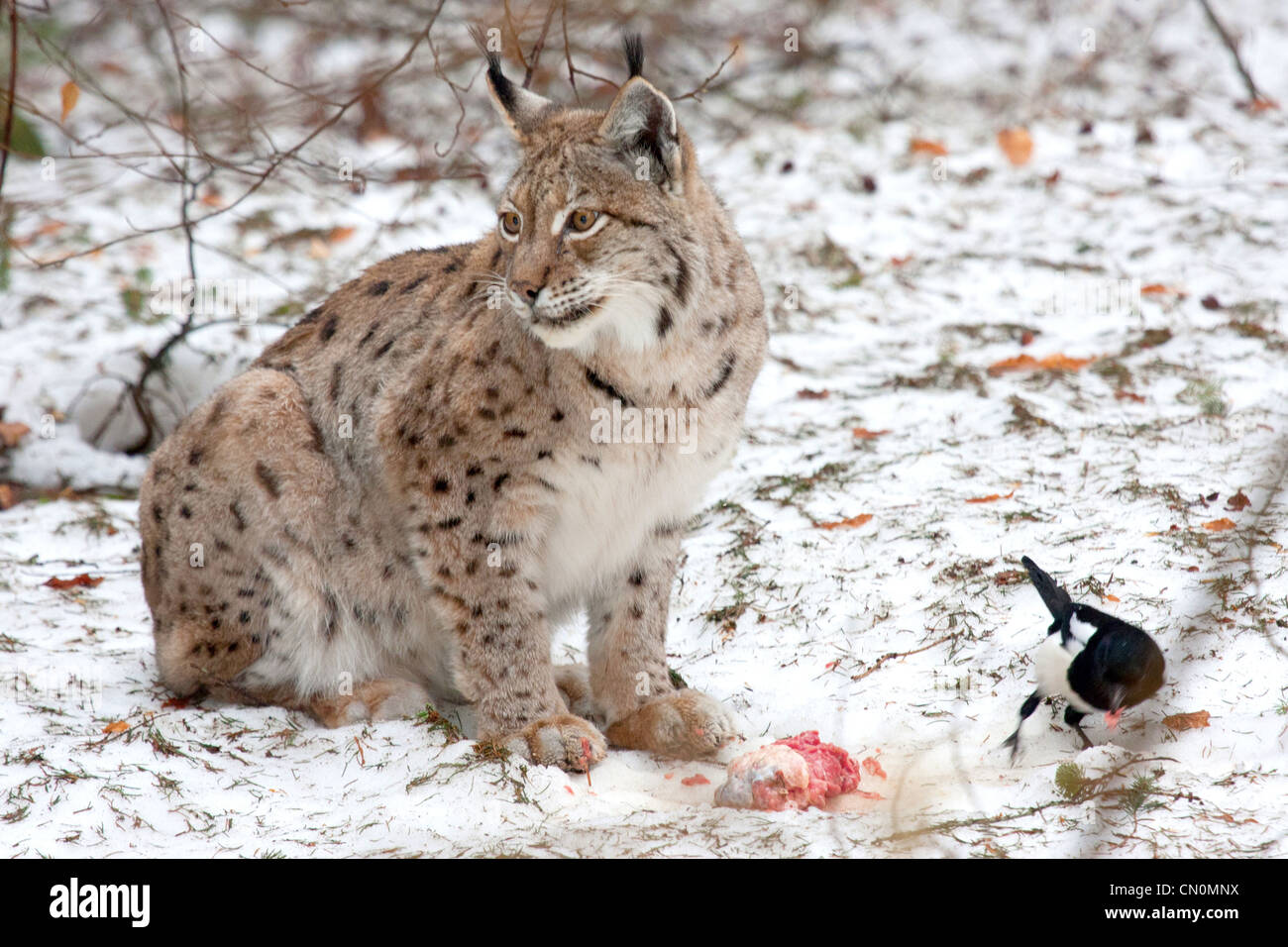 Magpie stealing from lynx Stock Photo - Alamy