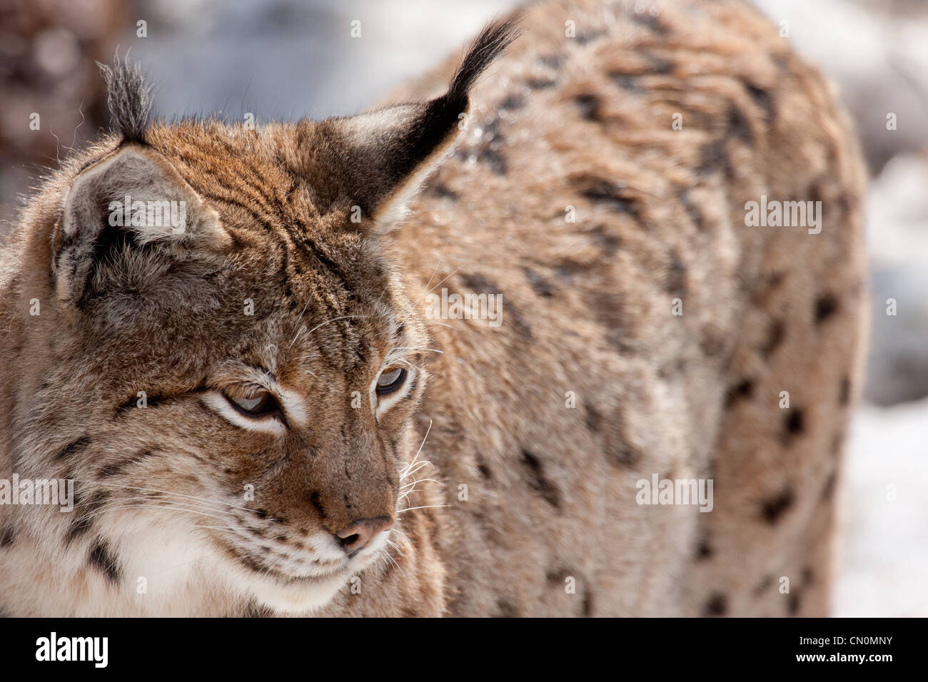 Lynx portrait hi-res stock photography and images - Alamy