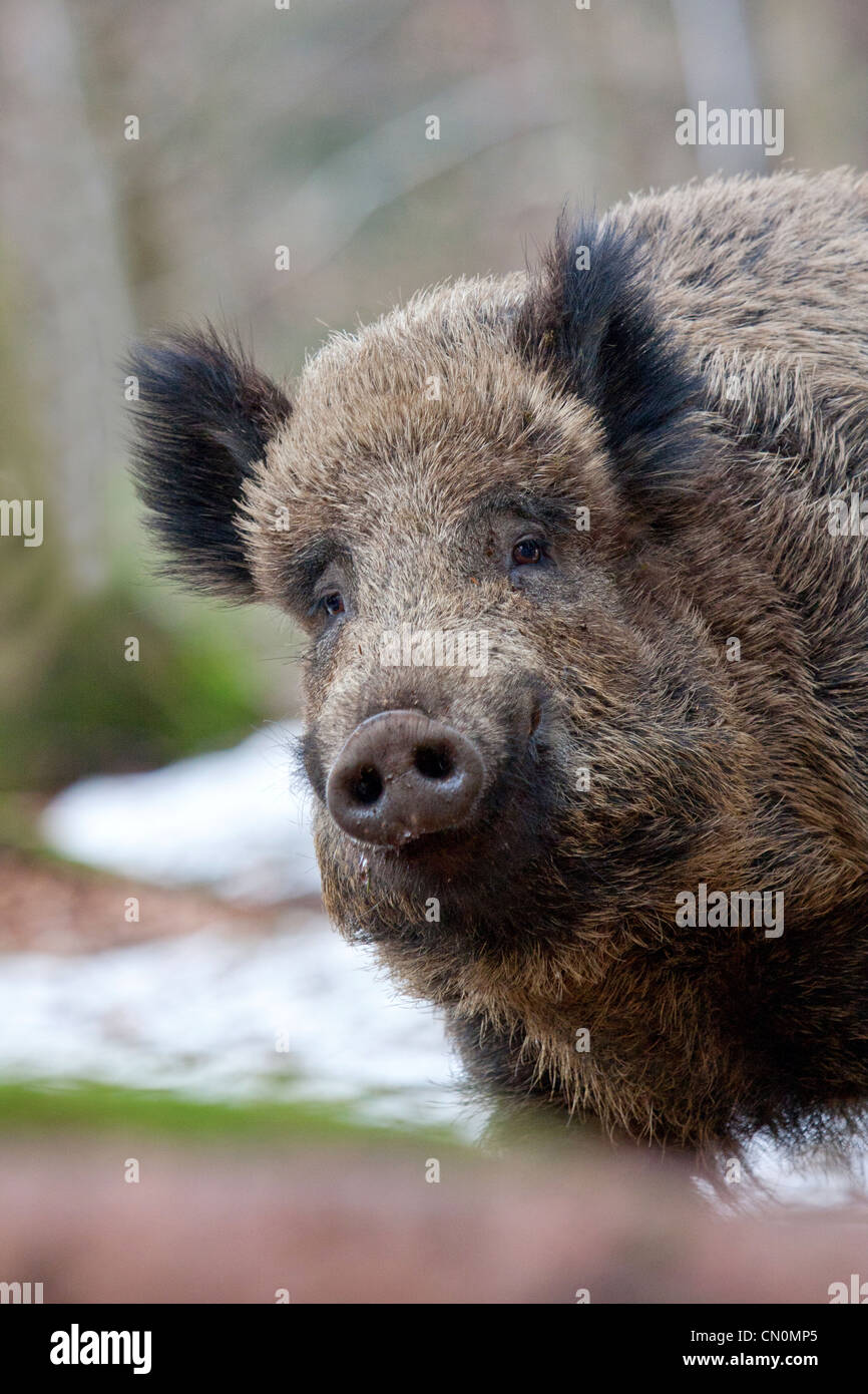 Wild Boar portrait Stock Photo - Alamy
