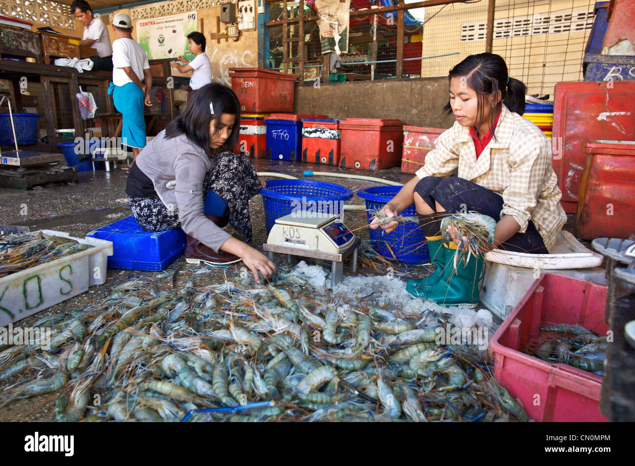 Two young Burmese girls process fresh prawns in fish market in 'Kyee ...