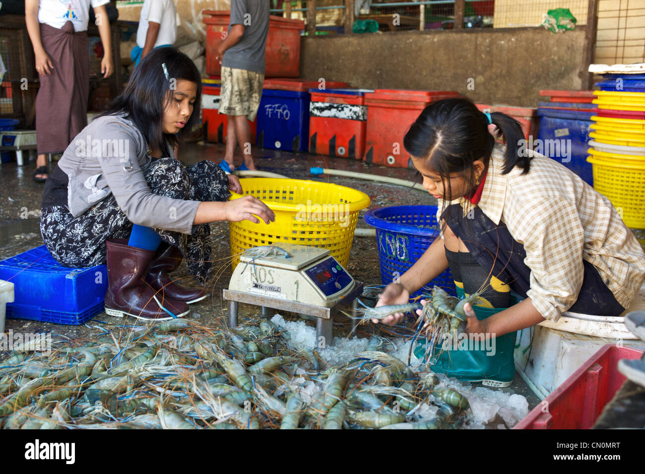 Two young Burmese girls process fresh prawns in fish market in 'Kyee ...