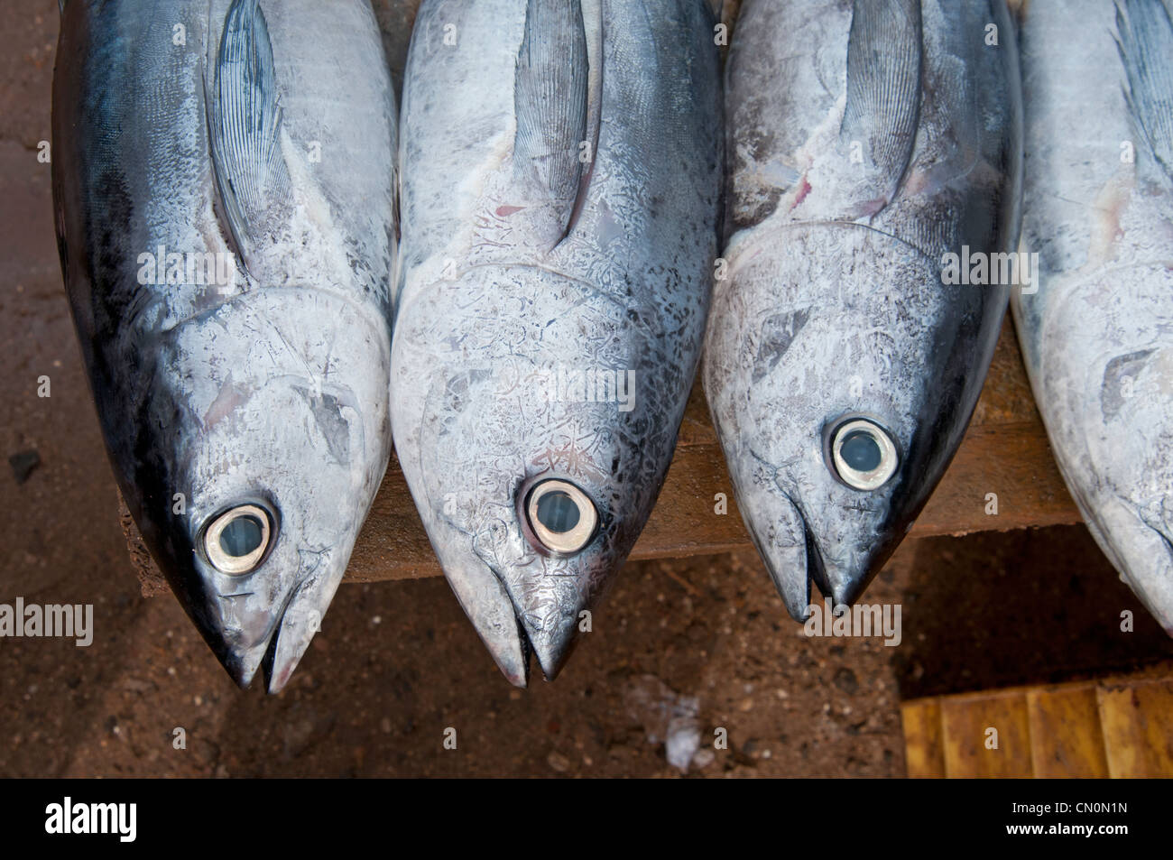 Yellow fin tuna at Galle Fort fish market Sri Lanka Stock Photo - Alamy
