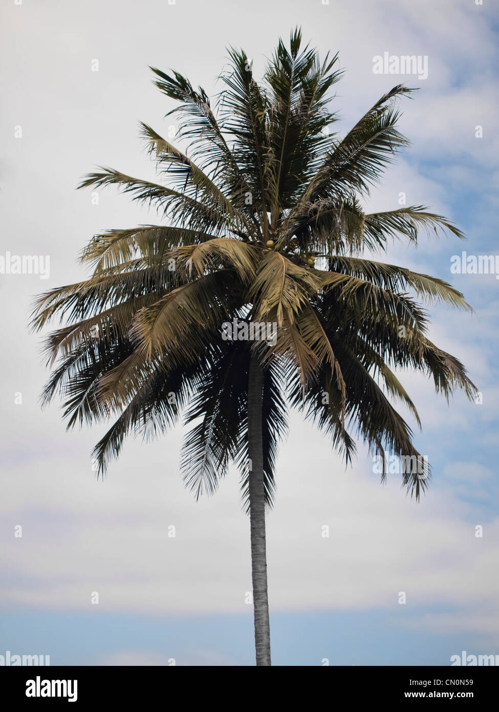 High coconut tree hi-res stock photography and images - Alamy