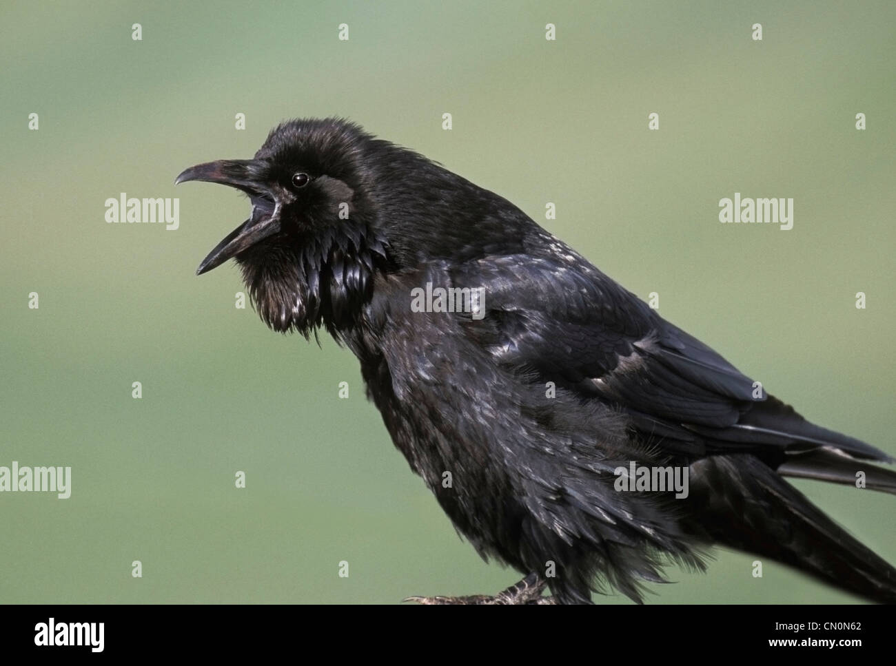Alaska common raven hi-res stock photography and images - Alamy