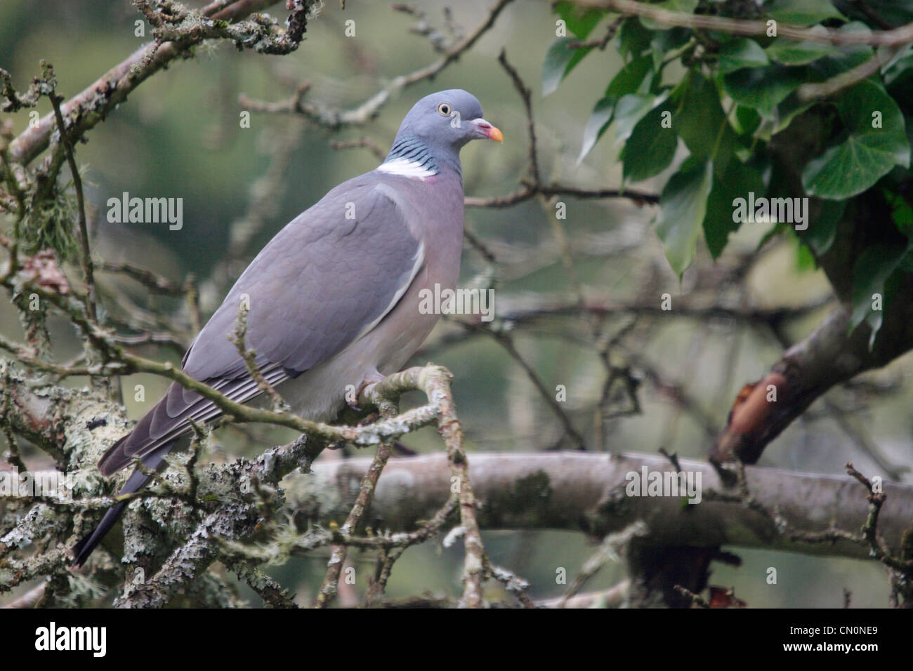 Wood Pidgeon (Columba palumbus Stock Photo - Alamy