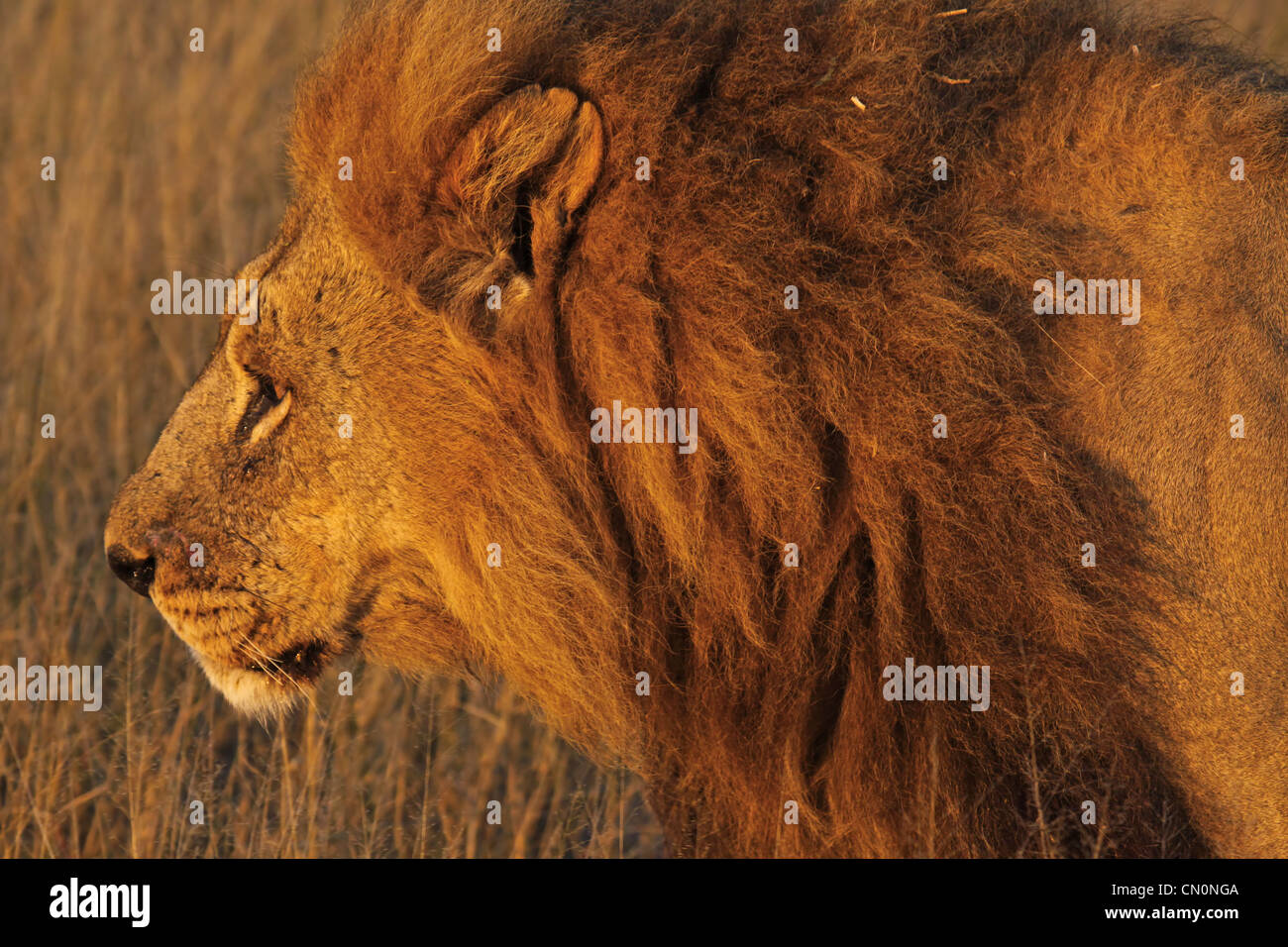 Male Lion in the morning light, Moremi Game Reserve, wildlife, Botsuana ...