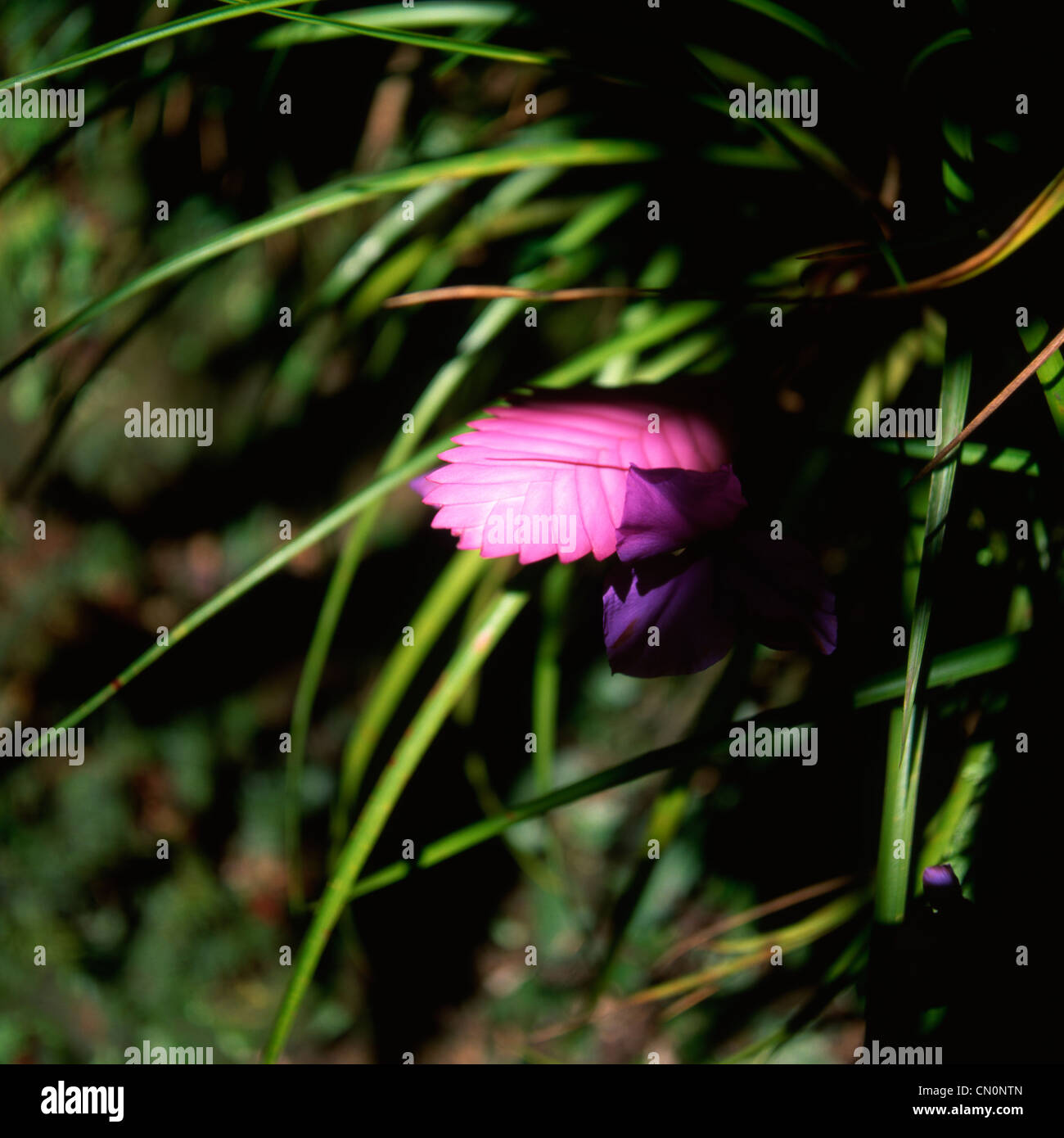 Pink tropical beauty of Volcano plant in Hawaii Stock Photo - Alamy