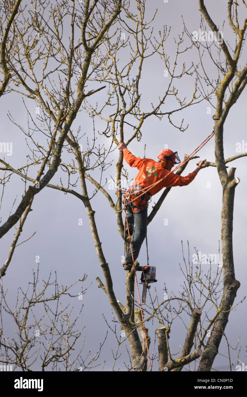 Tree felling fella surgeon removing branches with chainsaw and harness ...