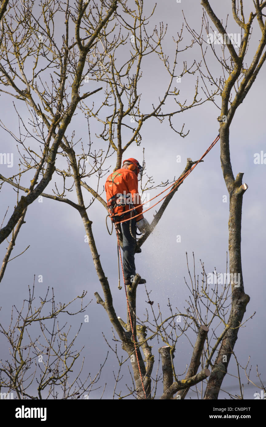 Tree felling fella surgeon removing branches with chainsaw and harness ...