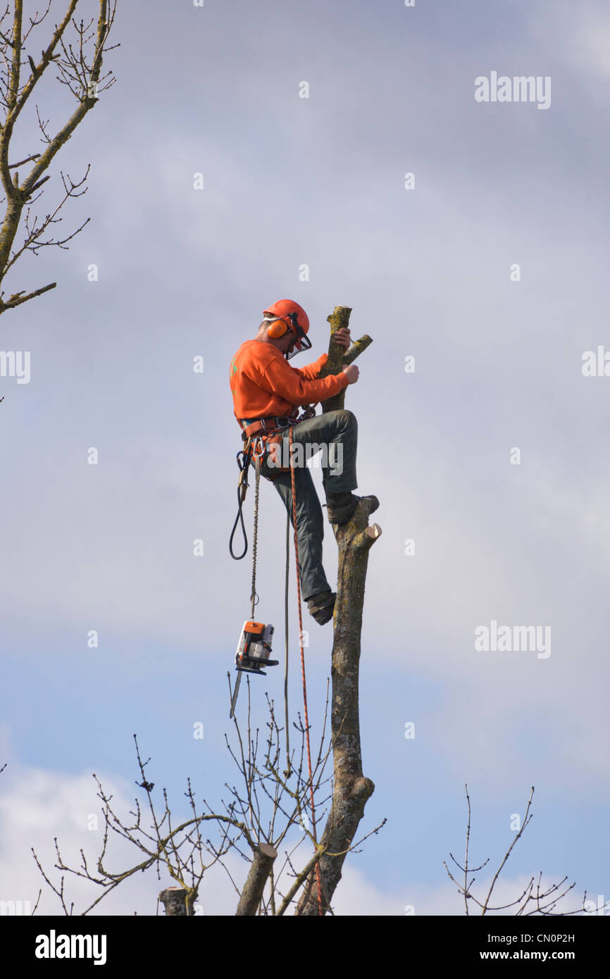 Tree felling fella surgeon removing branches with chainsaw and harness ...