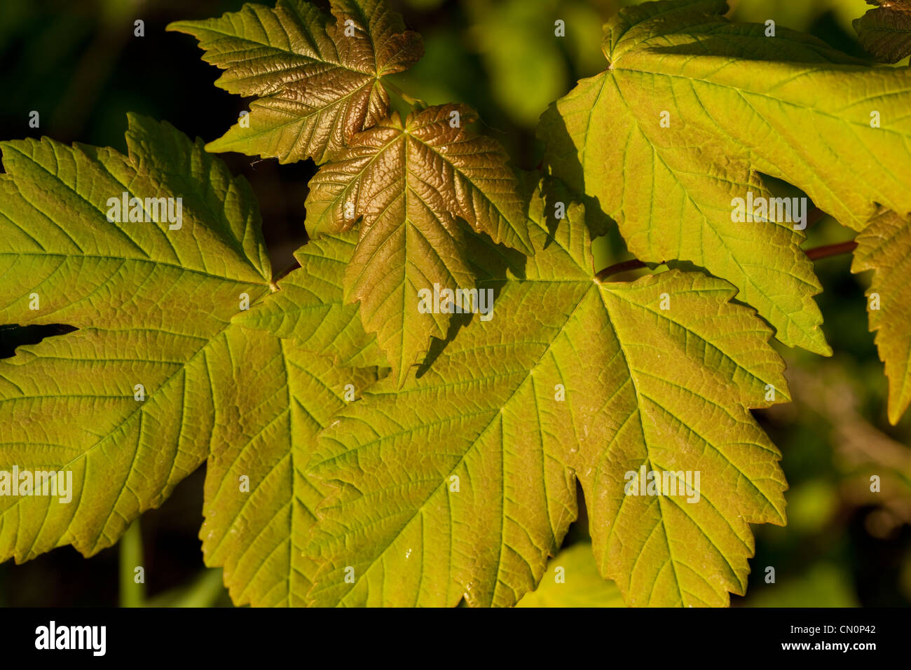 Spring maple leaf hi-res stock photography and images - Alamy