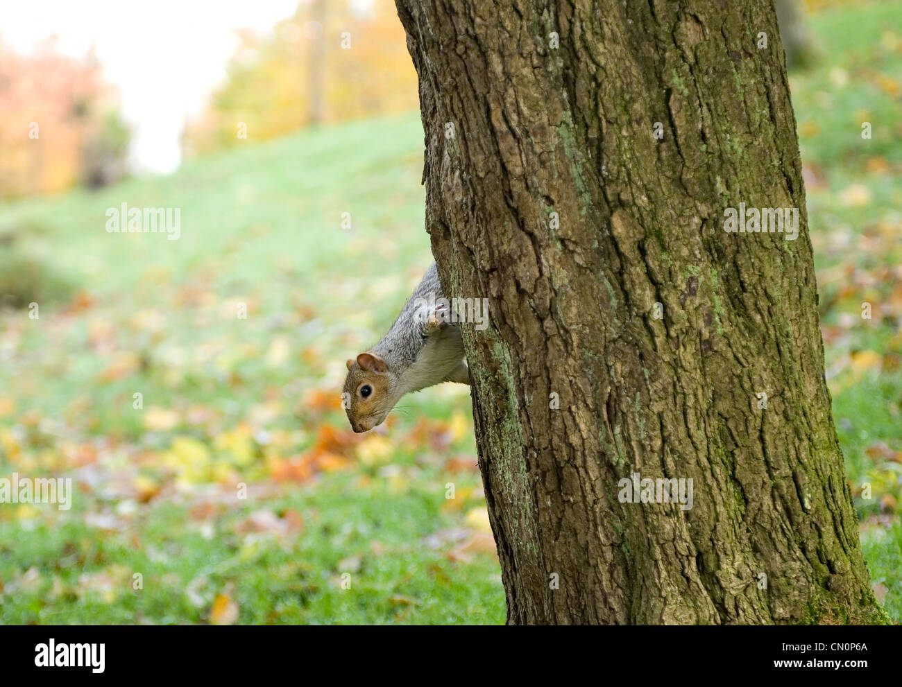 A cheeky squirrel looks round from behind a tree in the park during ...