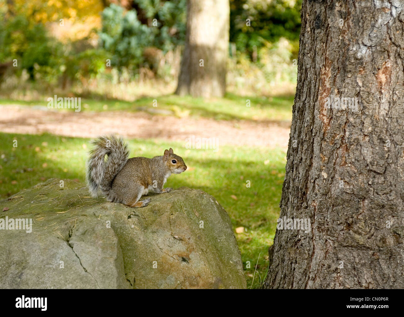 A squirrel on autumn leaves beside a tree in the park looks towards the ...