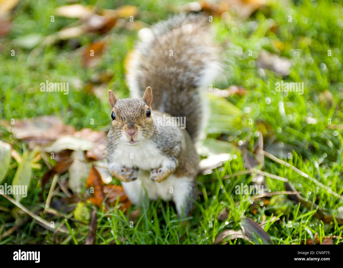 A cheeky squirrel looking for nuts looks up at the camera in the park ...