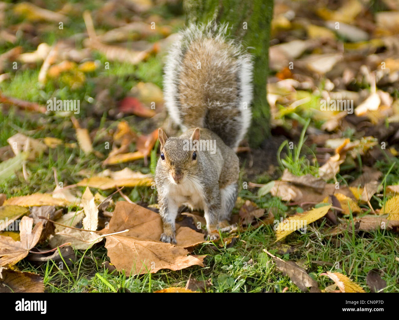 Grey squirrel autumn hi-res stock photography and images - Alamy