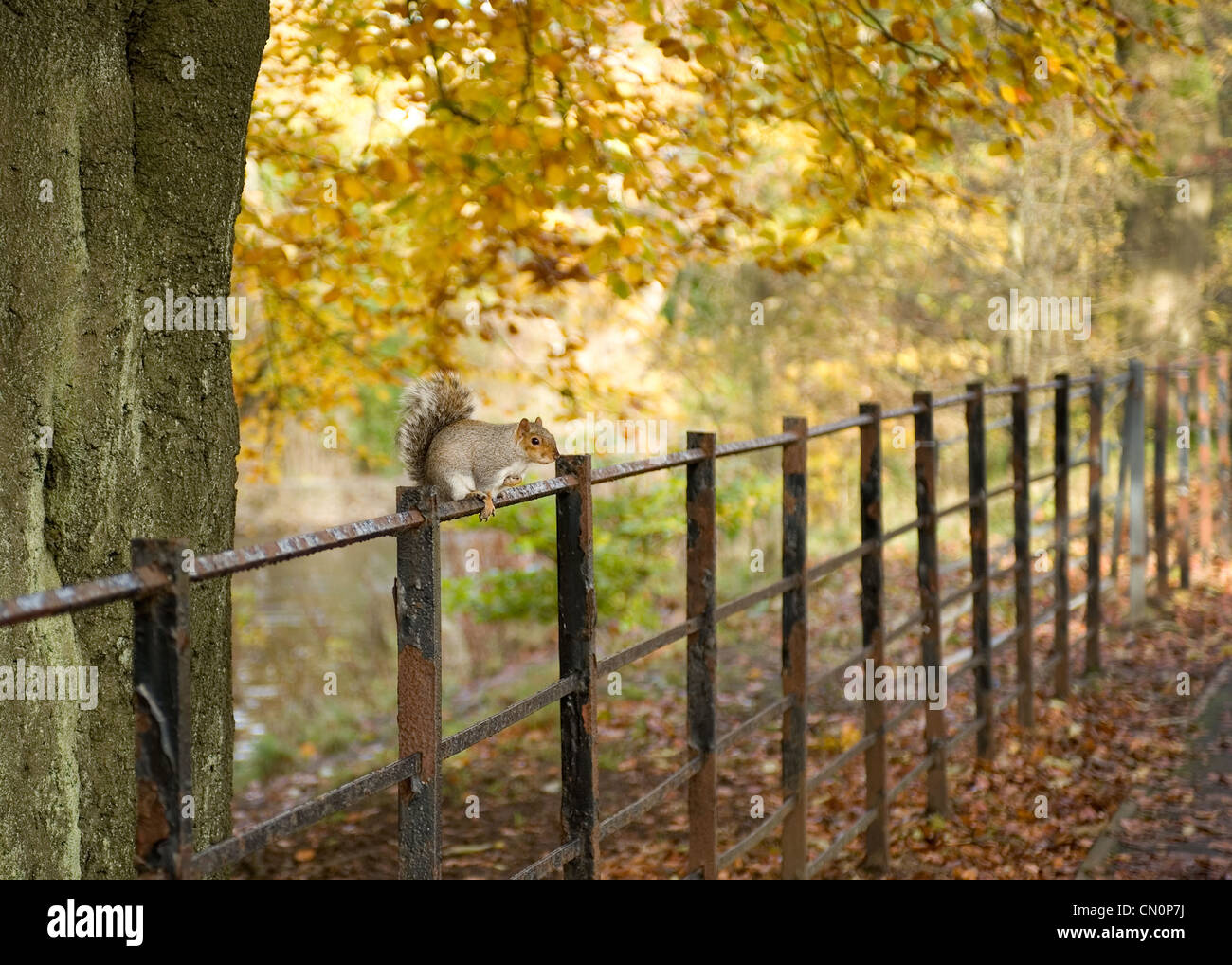 Grey squirrel on a fallen tree hi-res stock photography and images - Alamy