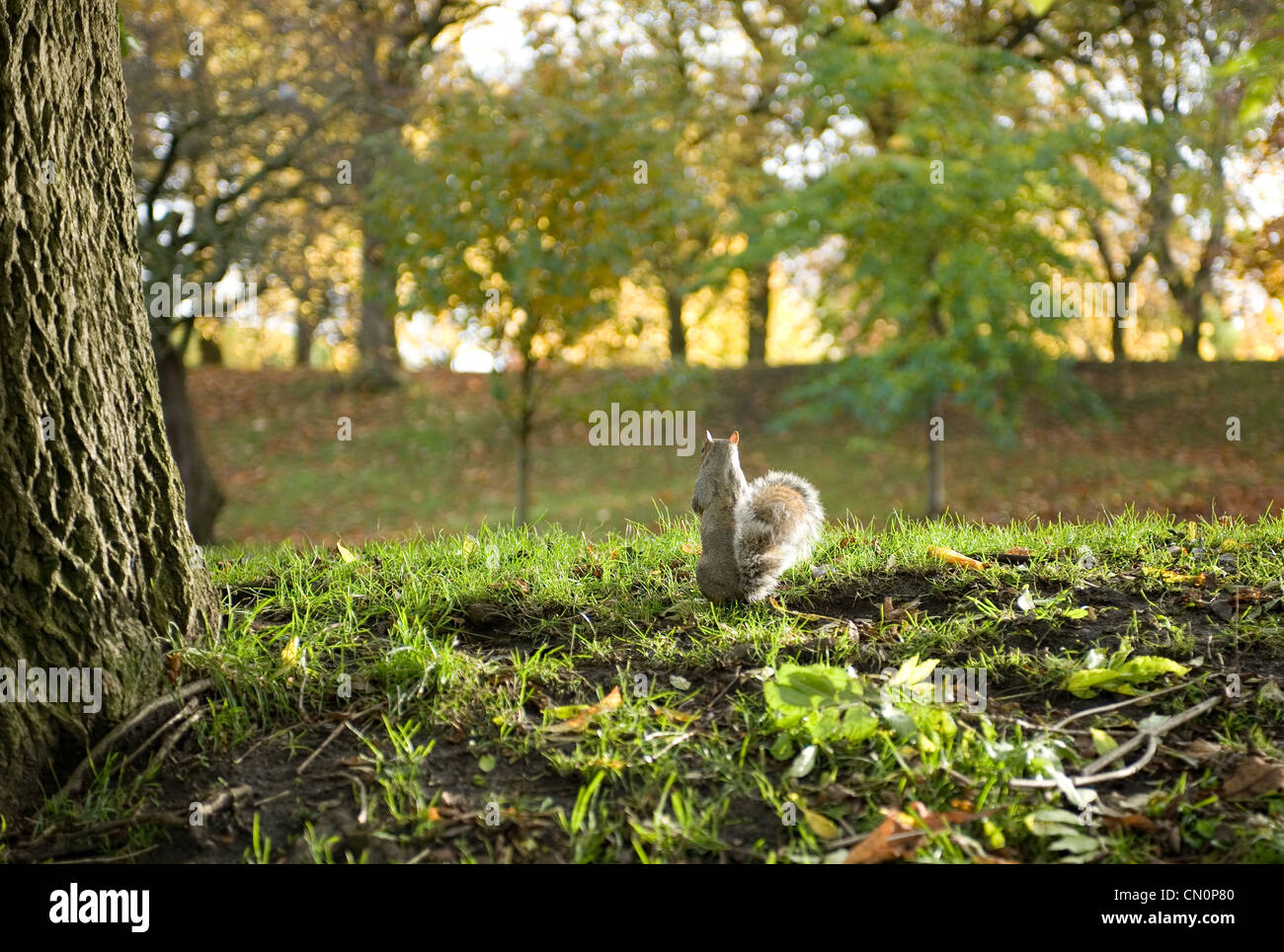 The back of a squirrel on autumn leaves in the park looking away from ...
