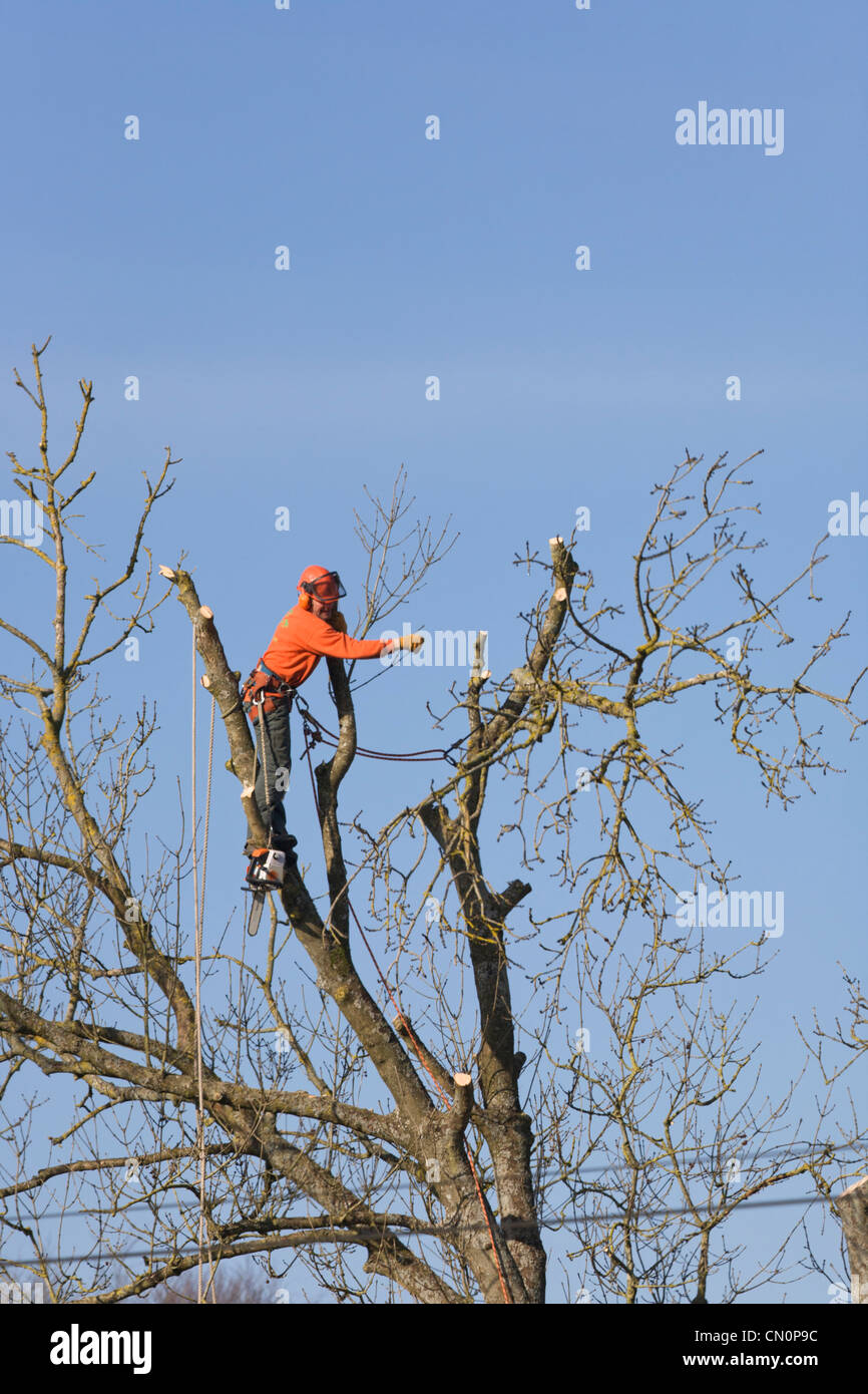 Tree felling fella surgeon removing branches with chainsaw and harness ...