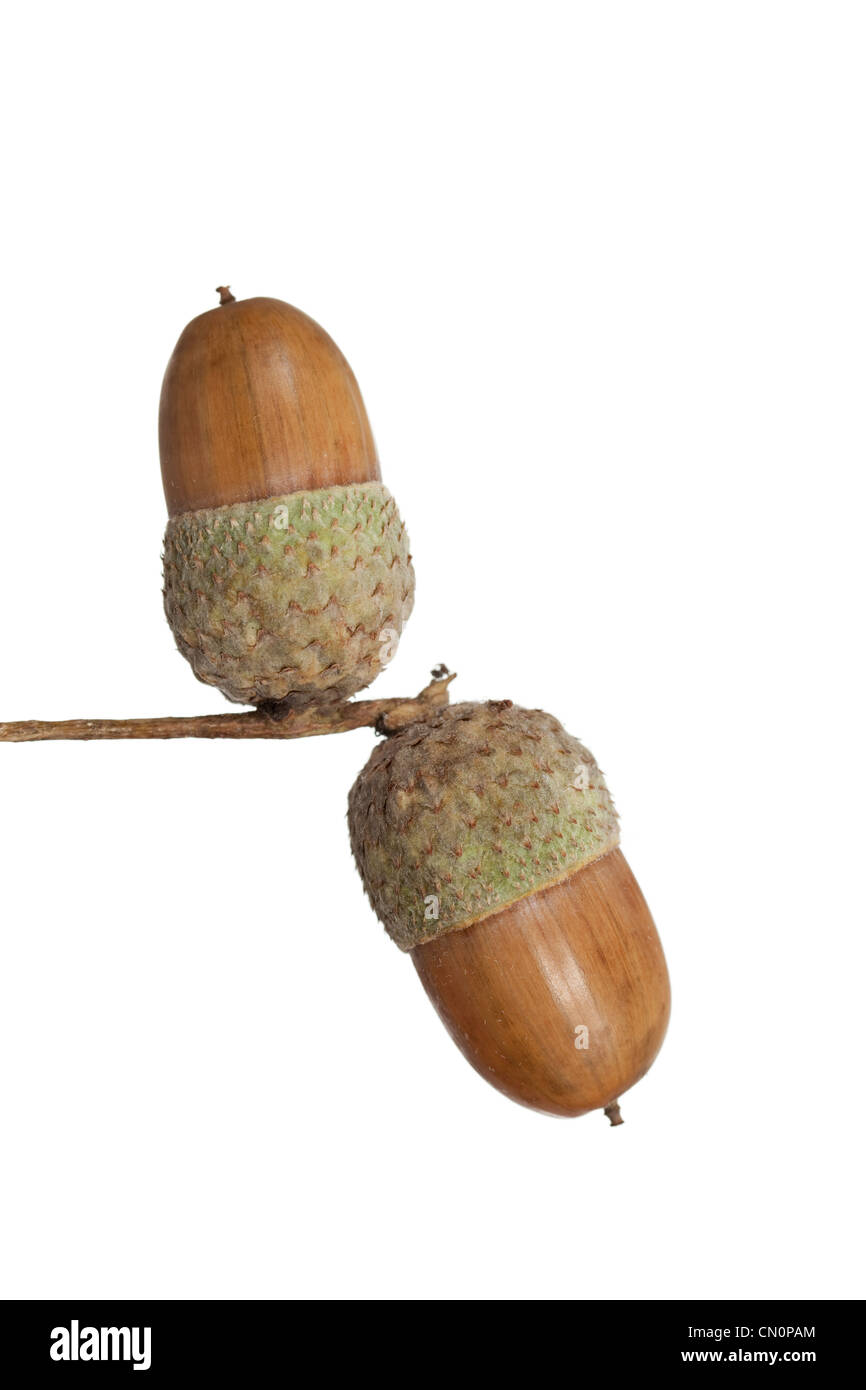 Acorn oak nut hi-res stock photography and images - Alamy