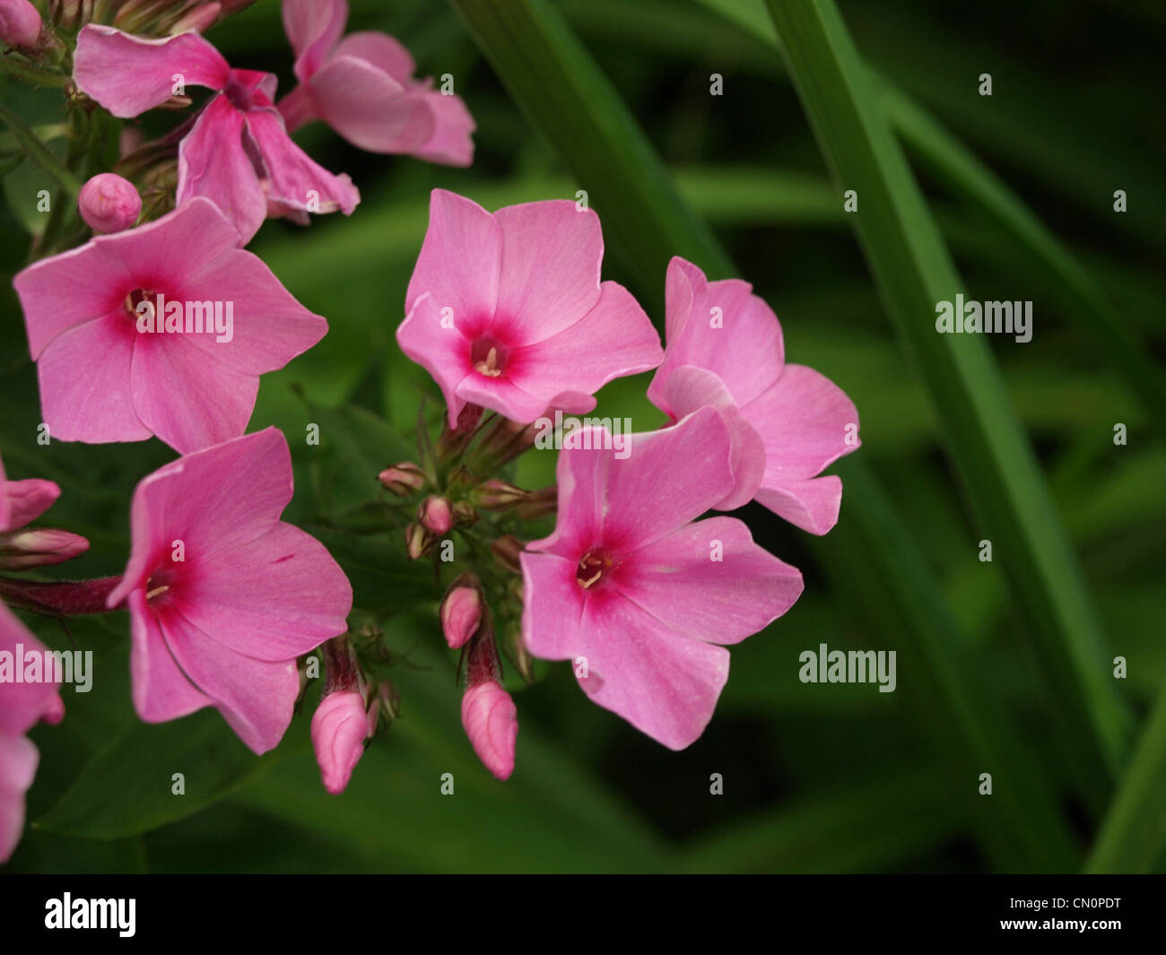Pink blossom in the garden Stock Photo - Alamy