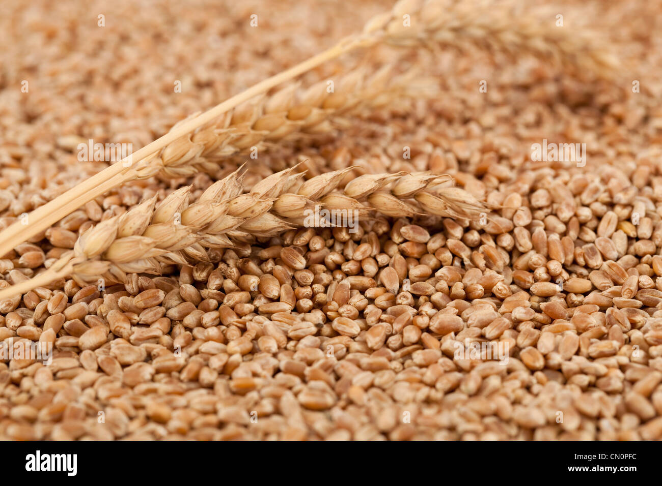 dry and raw wheat as background Stock Photo - Alamy