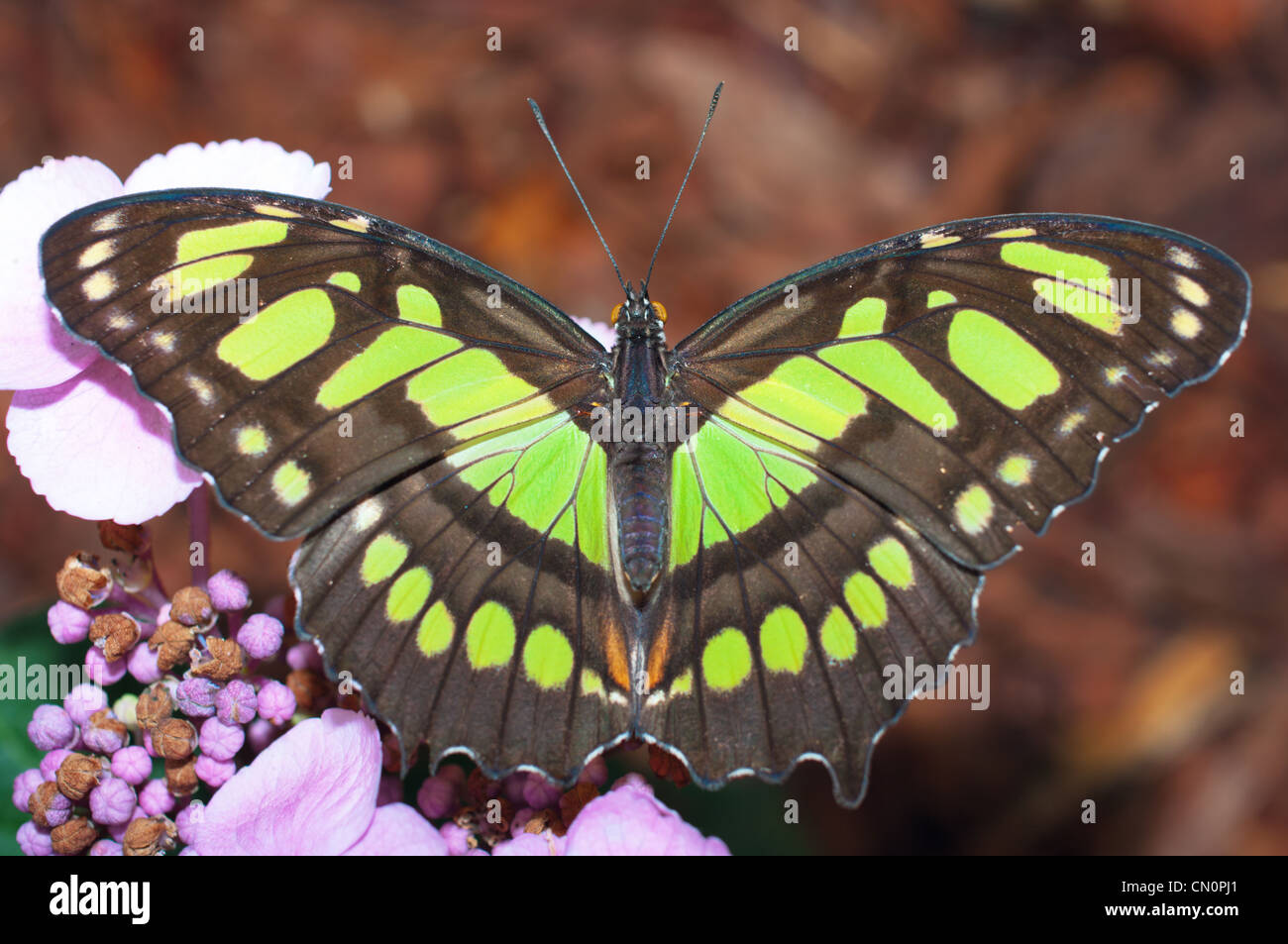 Closeup butterfly wing hi-res stock photography and images - Alamy