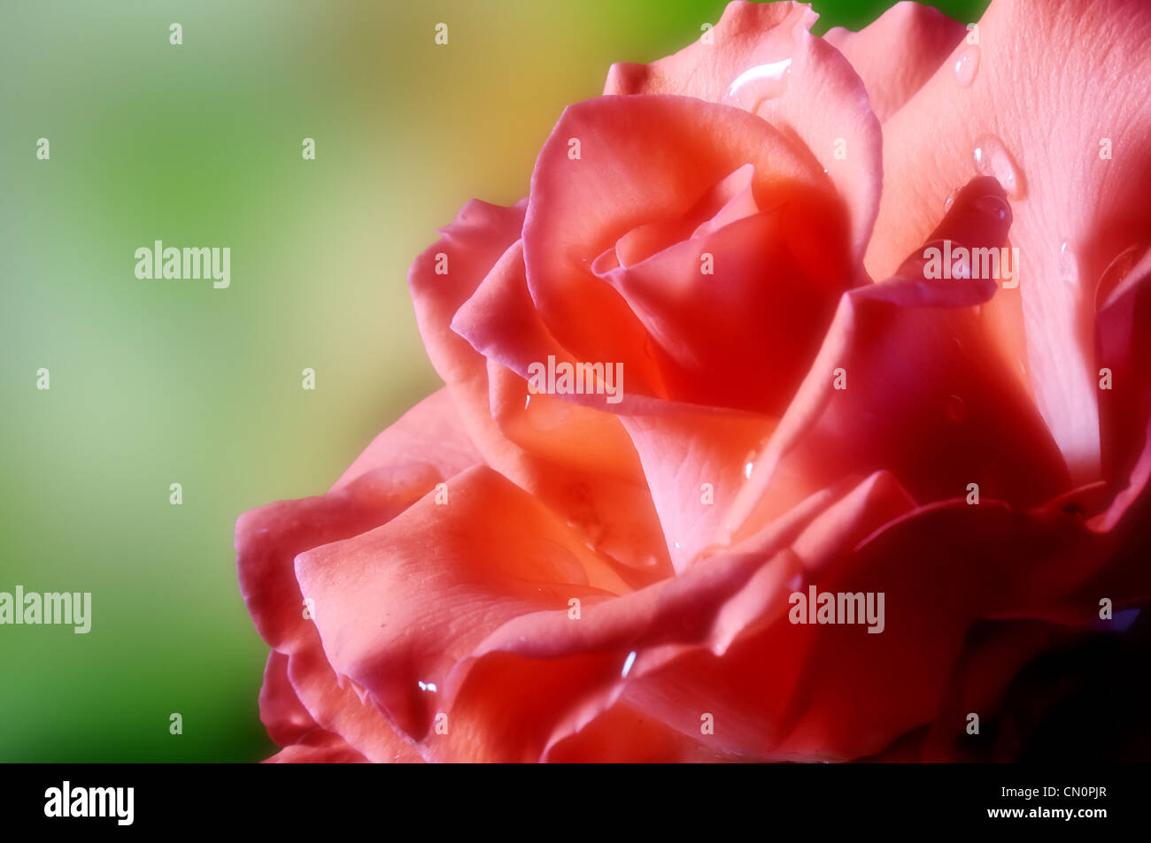 rose flower for greetings Stock Photo - Alamy