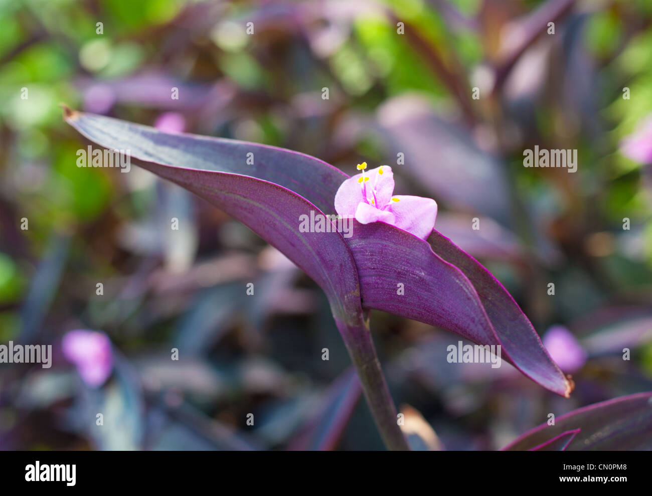 Purple heart hi-res stock photography and images - Alamy