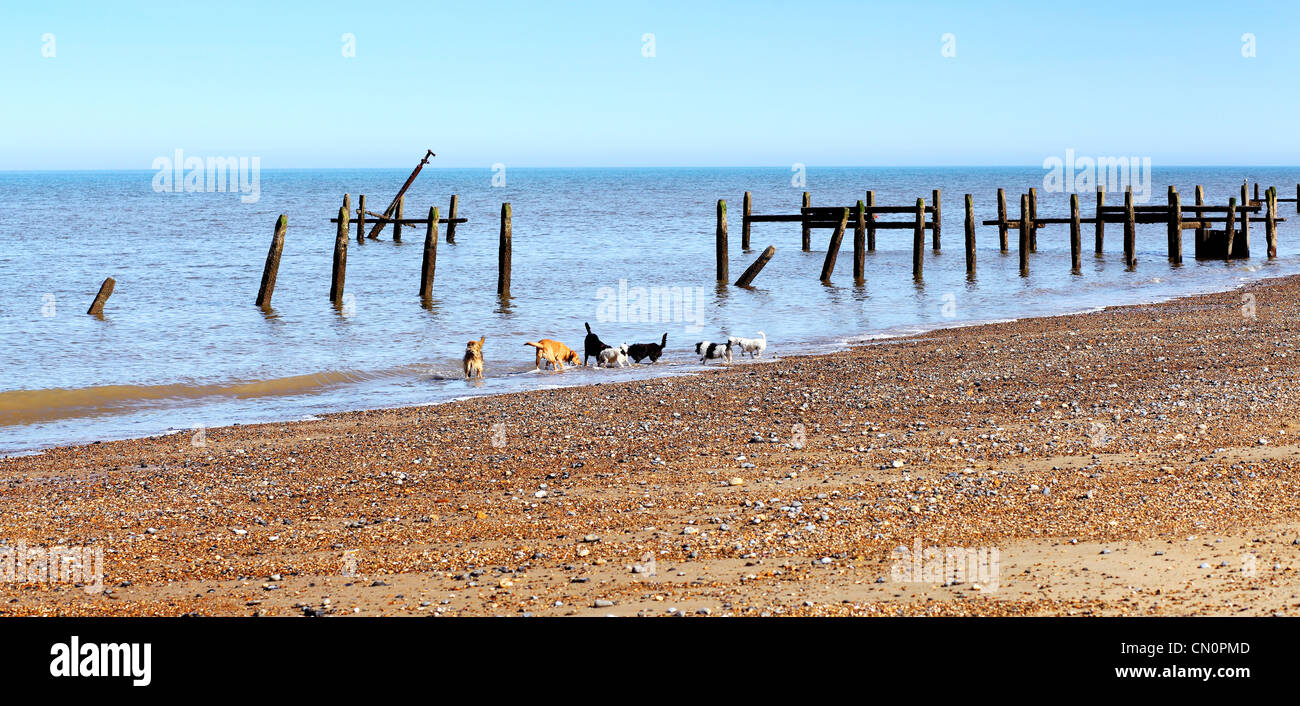 A group of rescue dogs playing on the beach with the handler, North ...