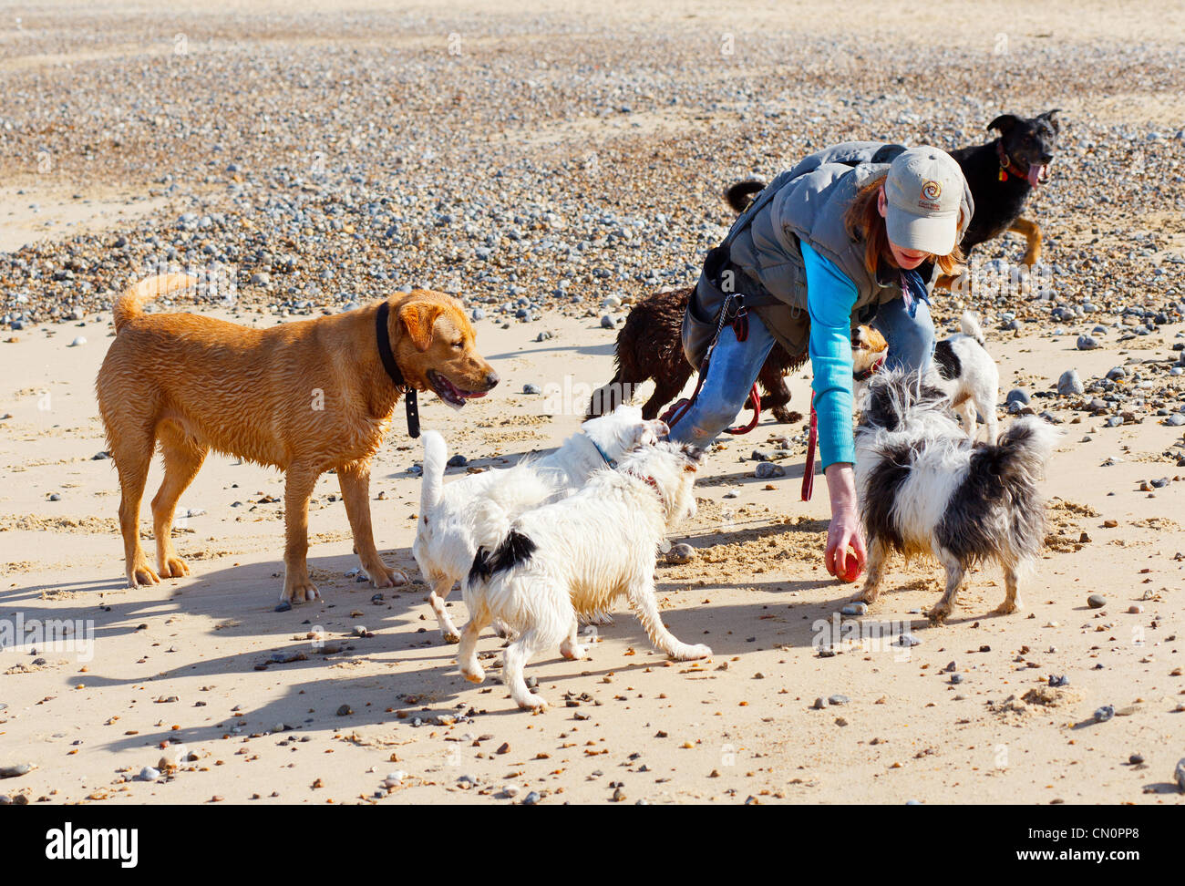A group of rescue dogs playing on the beach with the handler, North ...