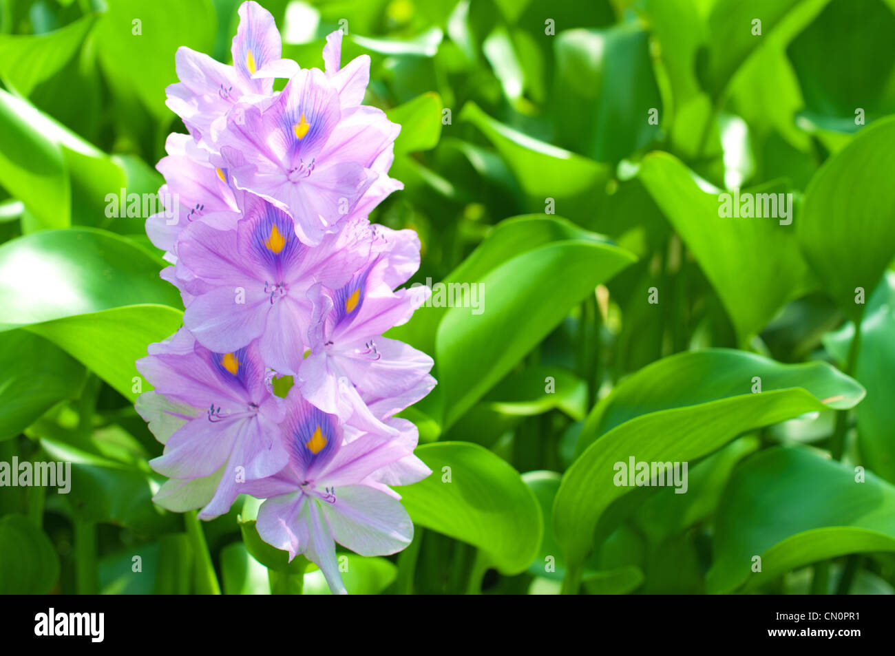 Water hyacinth closeup in a garden Stock Photo - Alamy
