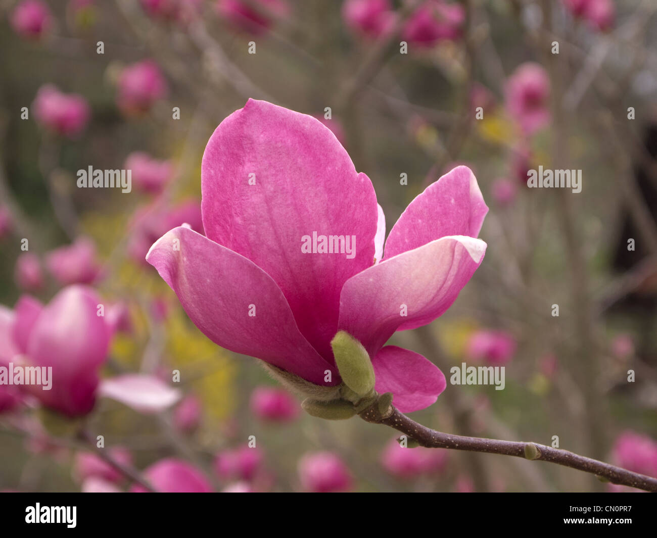 Open magnolia hi-res stock photography and images - Alamy