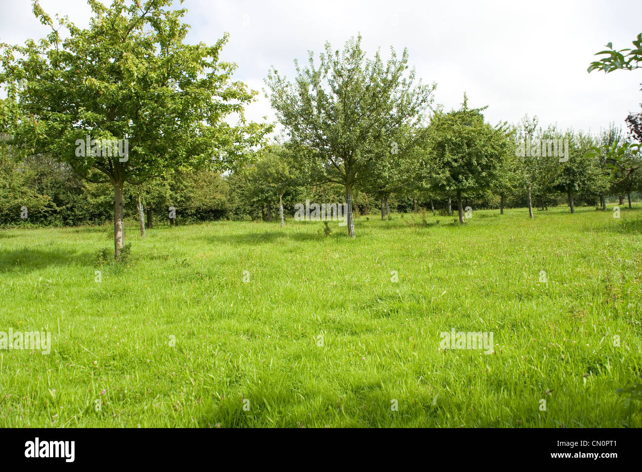 Timmes hi-res stock photography and images - Alamy