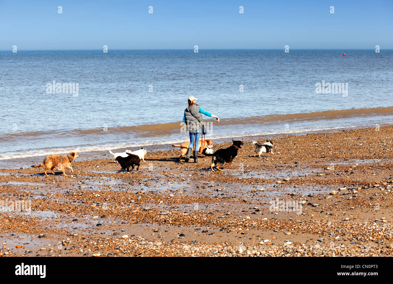 A group of rescue dogs playing on the beach with the handler, North ...