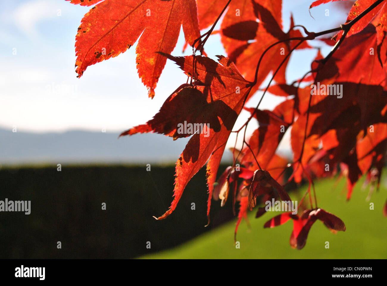 Autumn leaves in Switzerland Stock Photo - Alamy