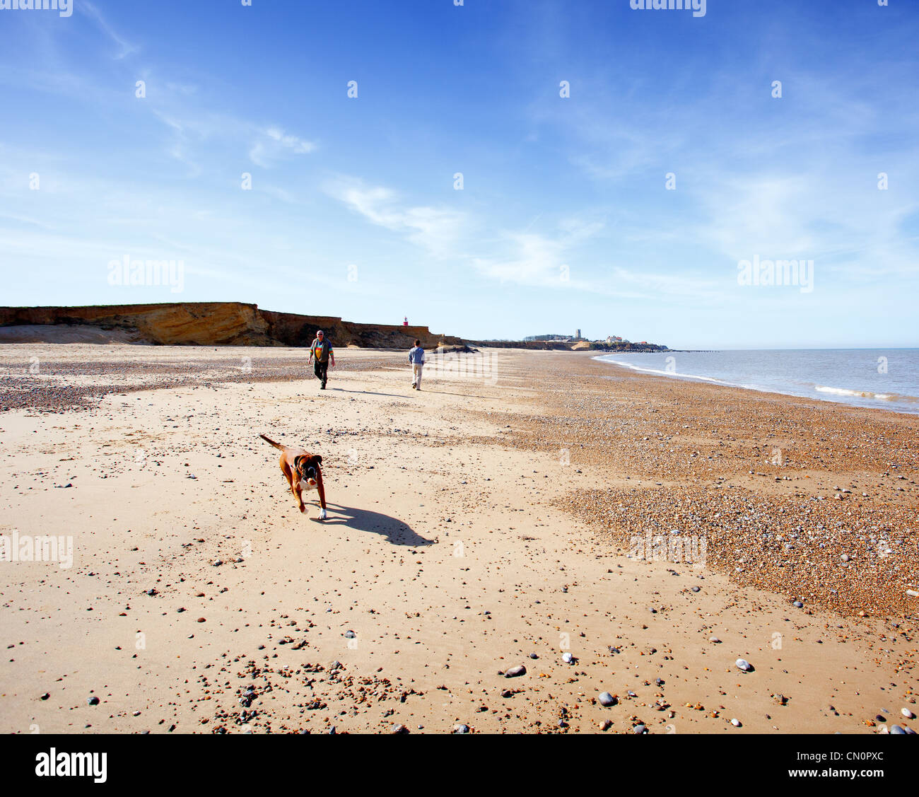 A group of rescue dogs playing on the beach with the handler, North ...